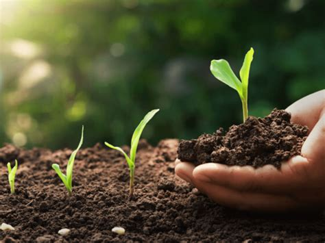 How to Improve the Condition of Your Soil – Farda Blog